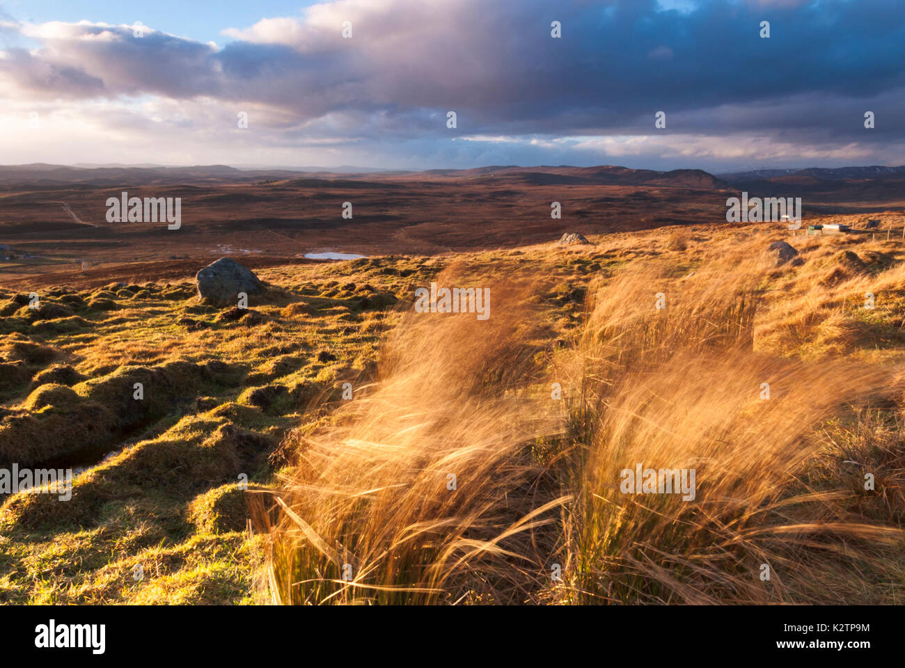 Rushes blowing in the wind with highland peatland moor in background ...
