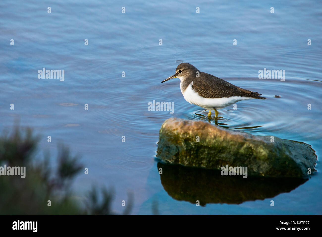 Circular ripple hi-res stock photography and images - Alamy