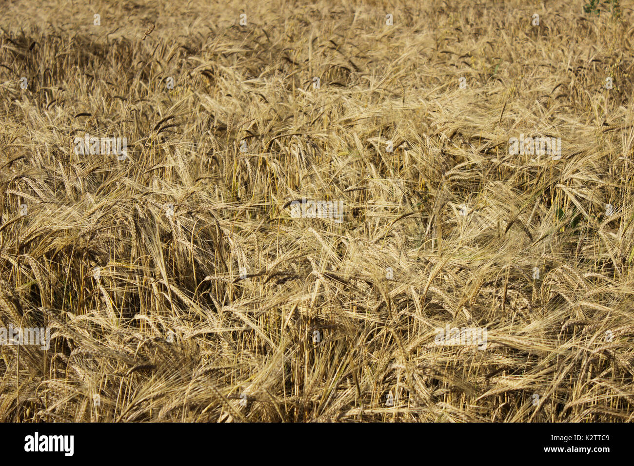 field ripe wheat, end of August, harvest time Stock Photo - Alamy