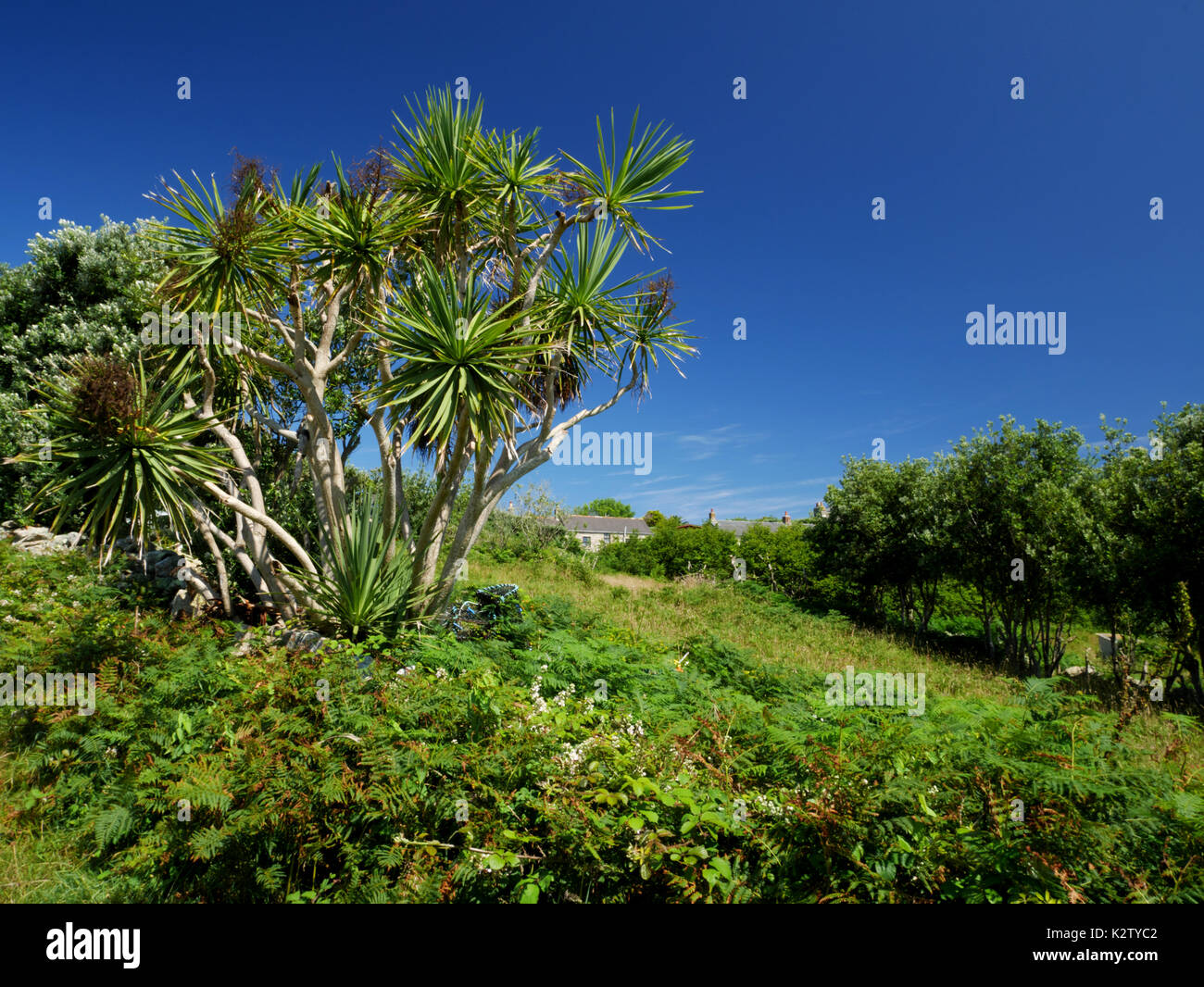 Fields at Higher Town, St Martin's, Isles of Scilly Stock Photo - Alamy