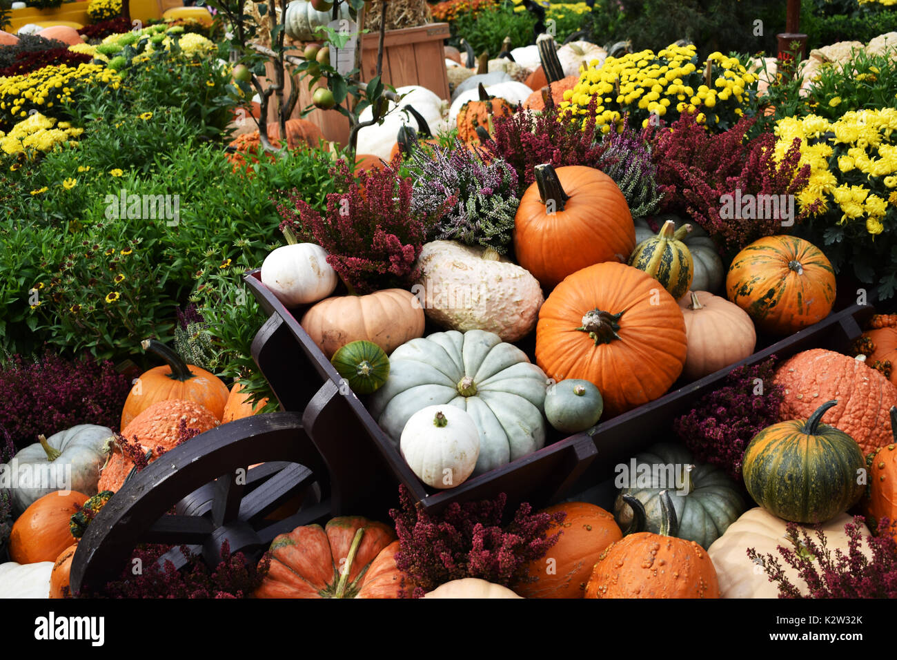 Halloween pumpkin harvest in the Autumn Stock Photo - Alamy