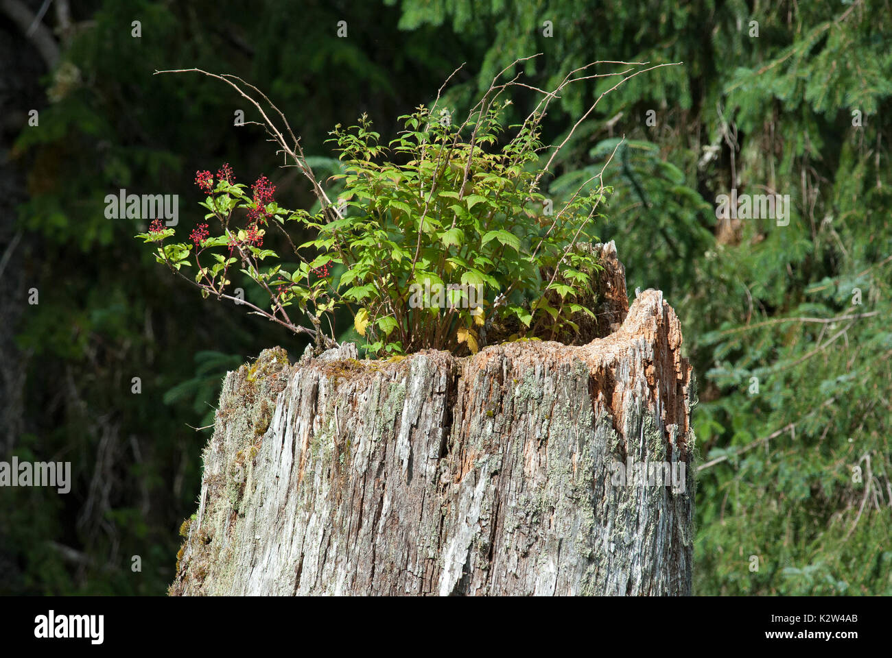 Tree stump with new plants hi-res stock photography and images - Alamy