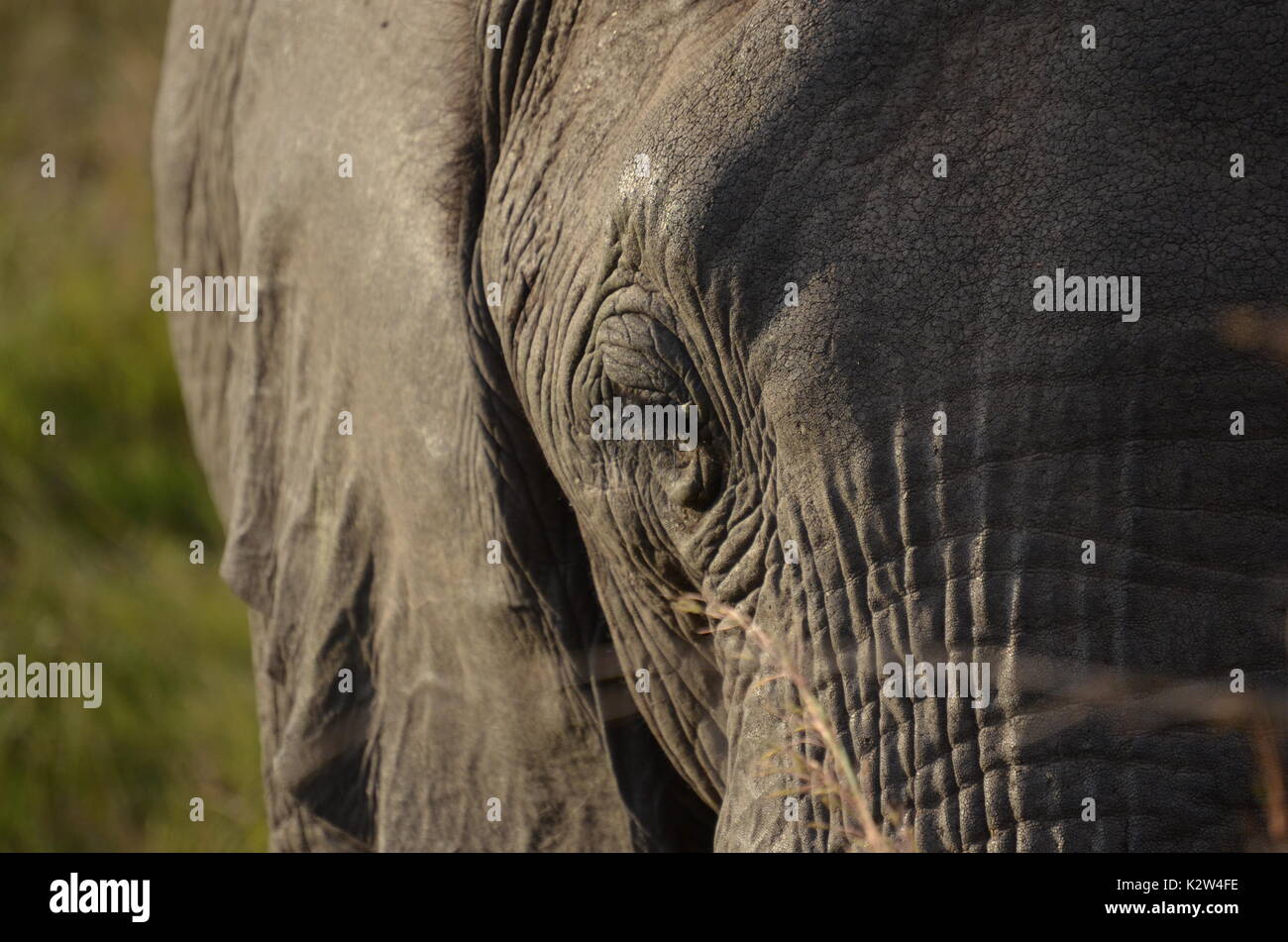 African Elephants in their Natural Habitat Stock Photo - Alamy