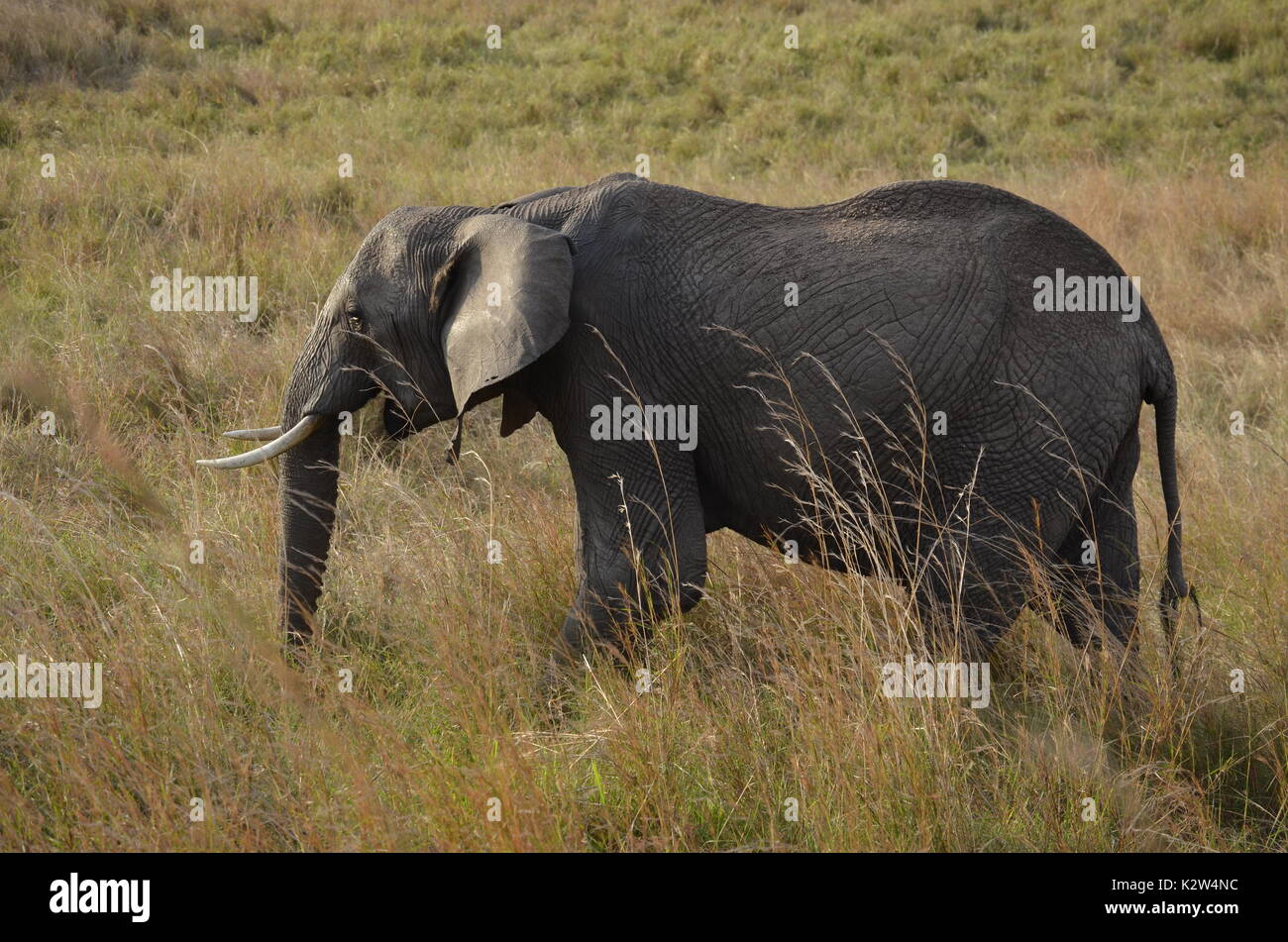 African Elephants in their Natural Habitat Stock Photo - Alamy