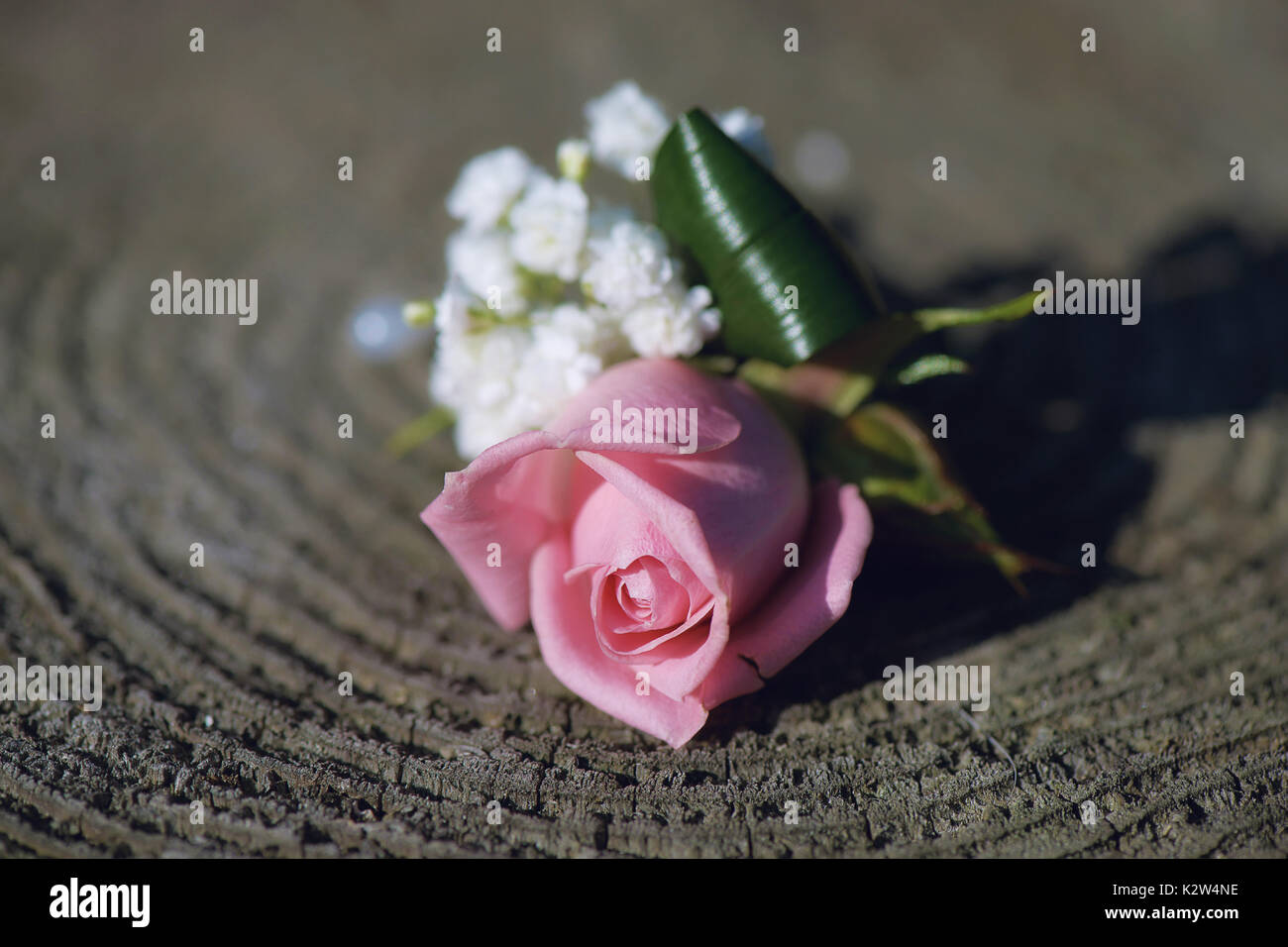 Crisp pink rose small bouquet for buttonhole used for groom and wedding ...