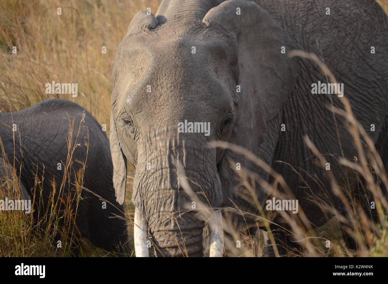 African Elephants in their Natural Habitat Stock Photo - Alamy