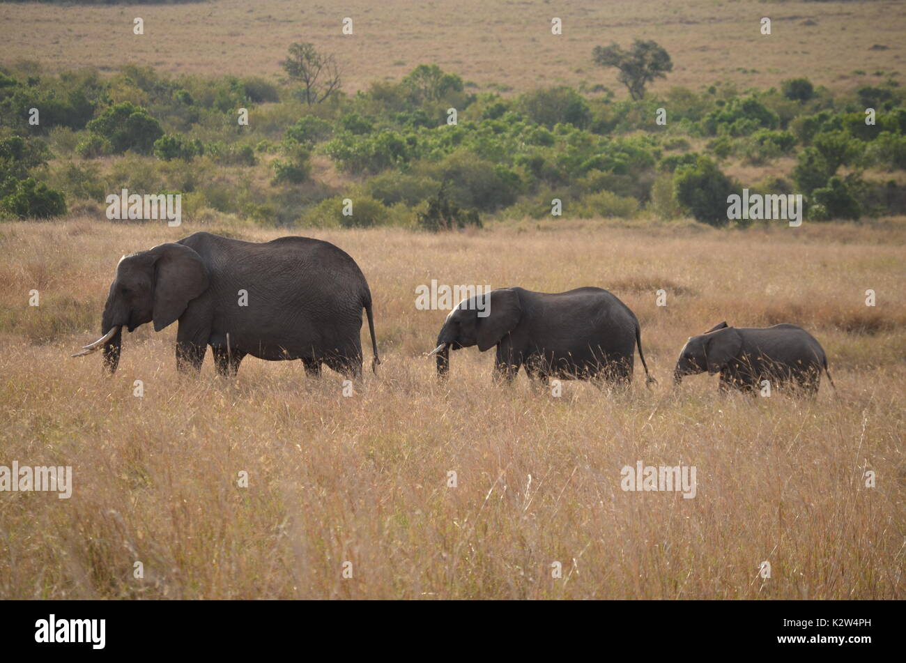 African Elephants in their Natural Habitat Stock Photo - Alamy