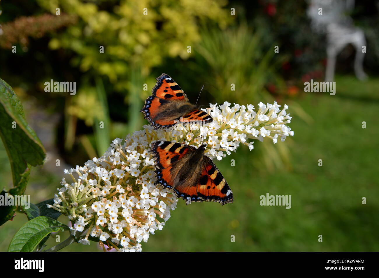 two small tortoiseshell butterflies on the butterfly bush -buddleia ...