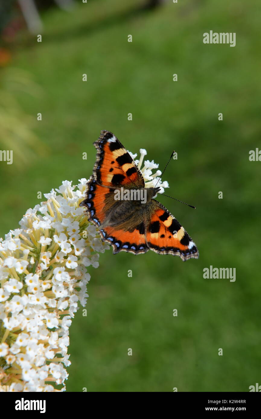 Tortoiseshell design hi-res stock photography and images - Alamy