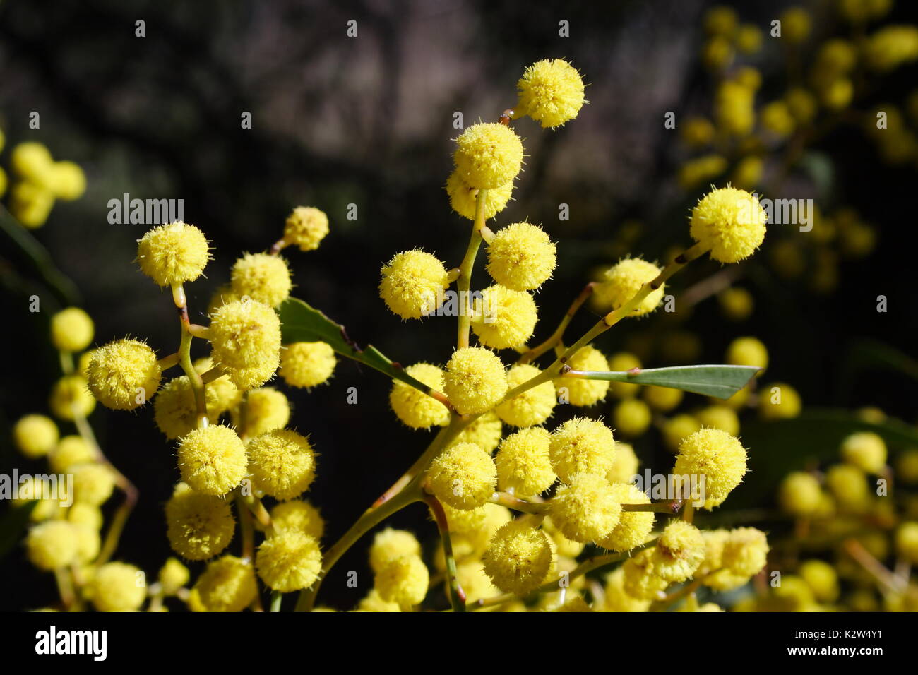 Wattle tree hi-res stock photography and images - Alamy