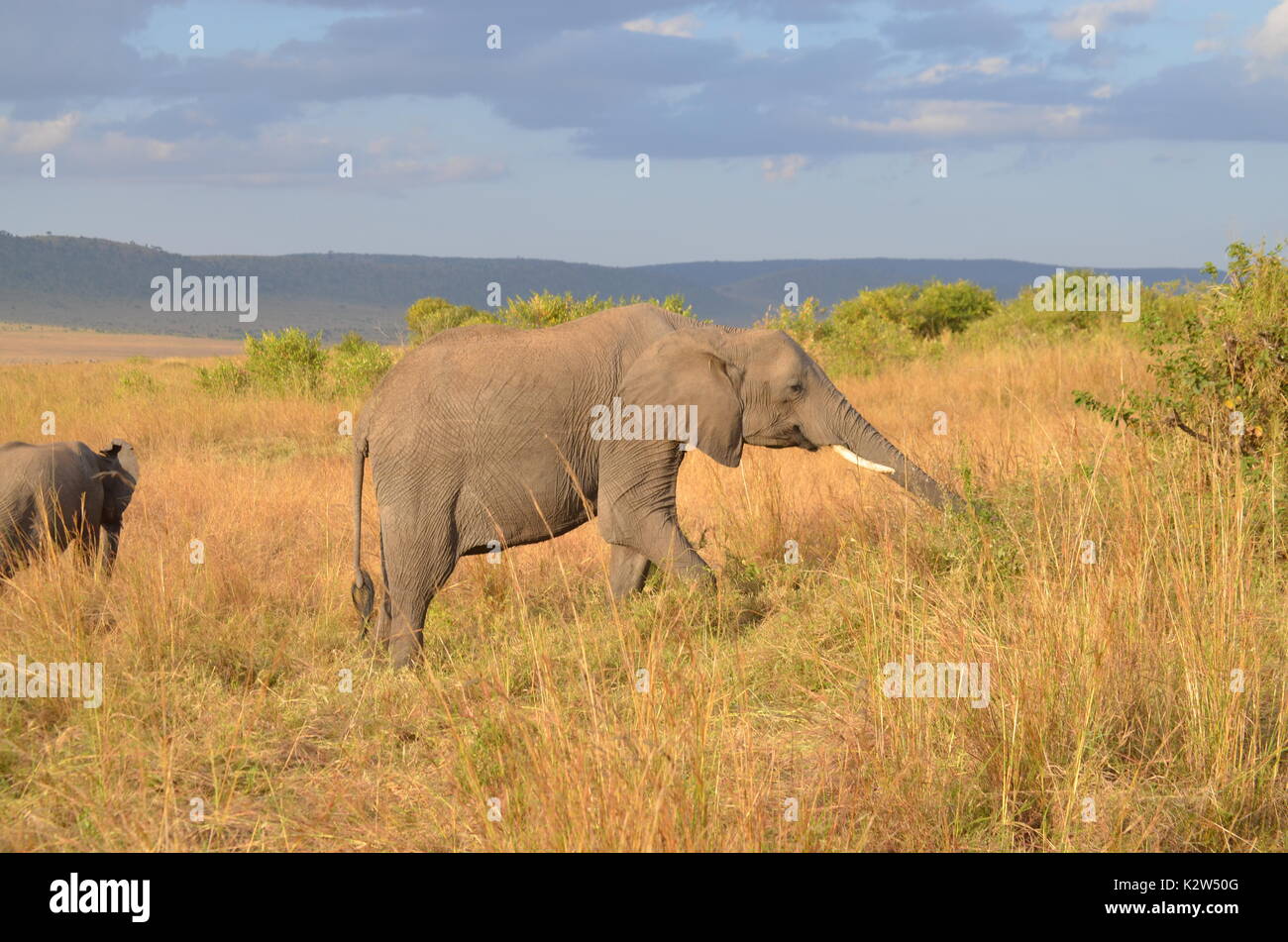 African Elephants Habitat