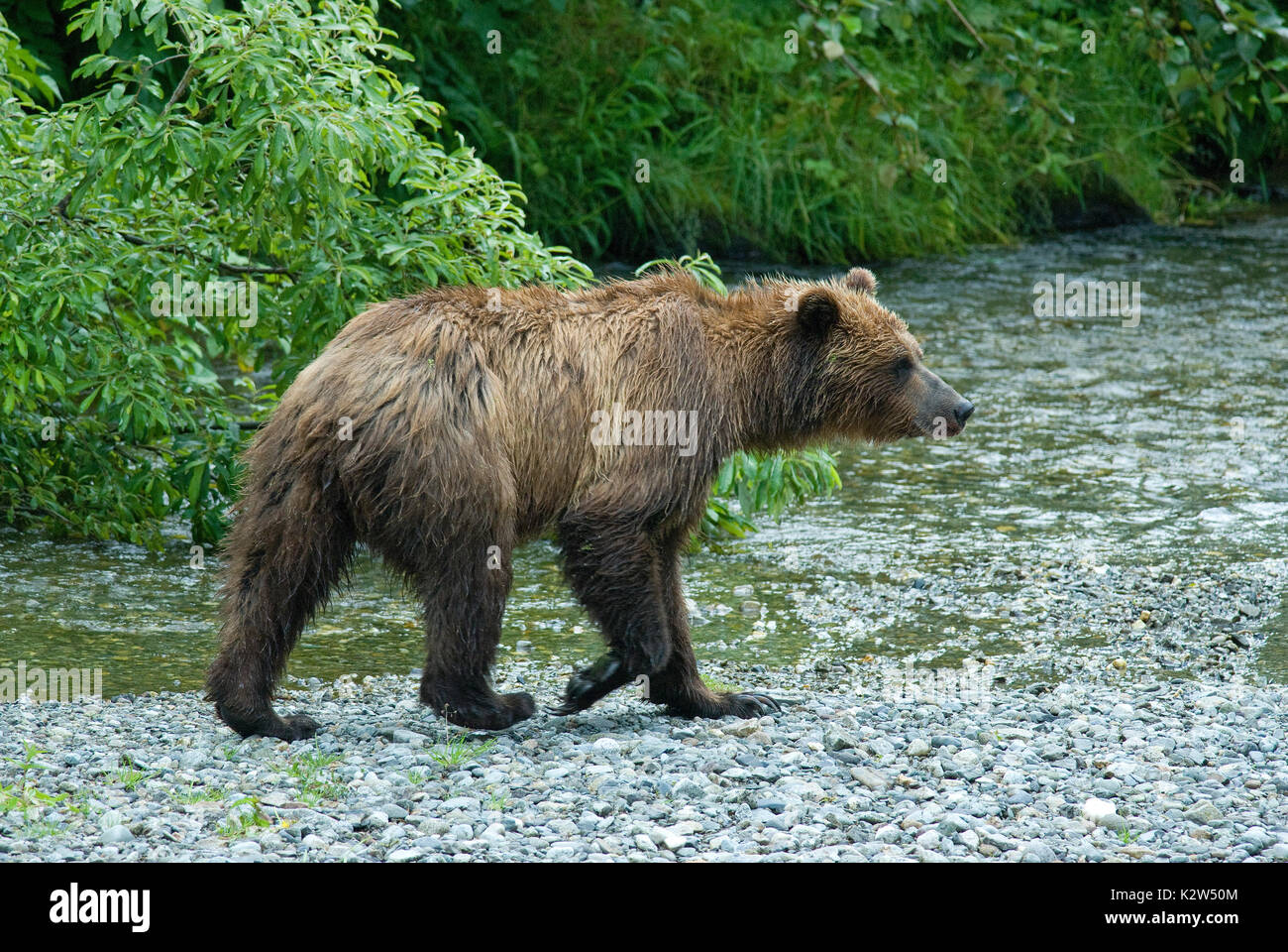 North american forest animals water hi-res stock photography and images ...