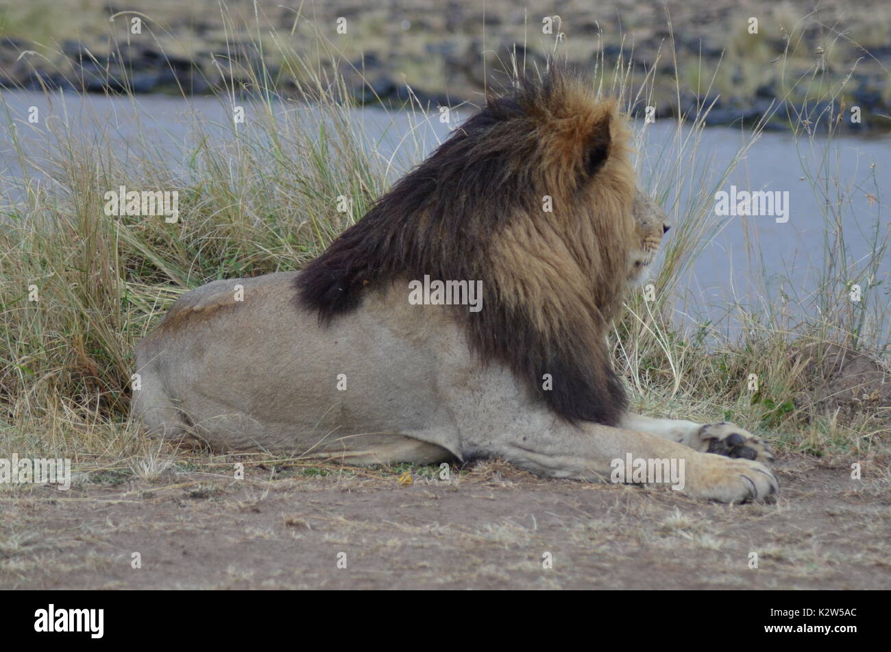 African Cats seen on Safari in their Natural Habitat Stock Photo - Alamy