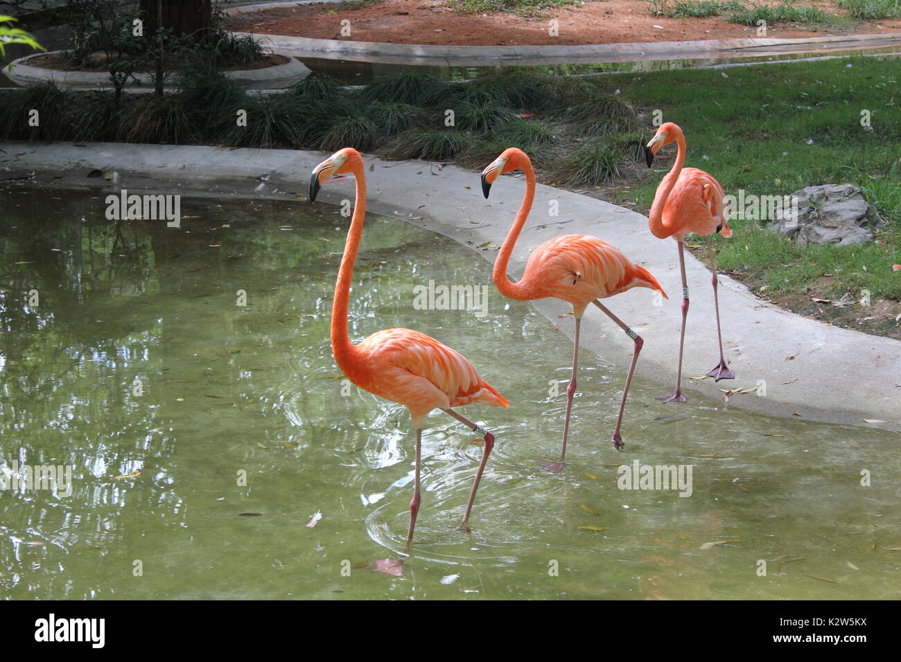 Three flamingos playing following the leader Stock Photo - Alamy