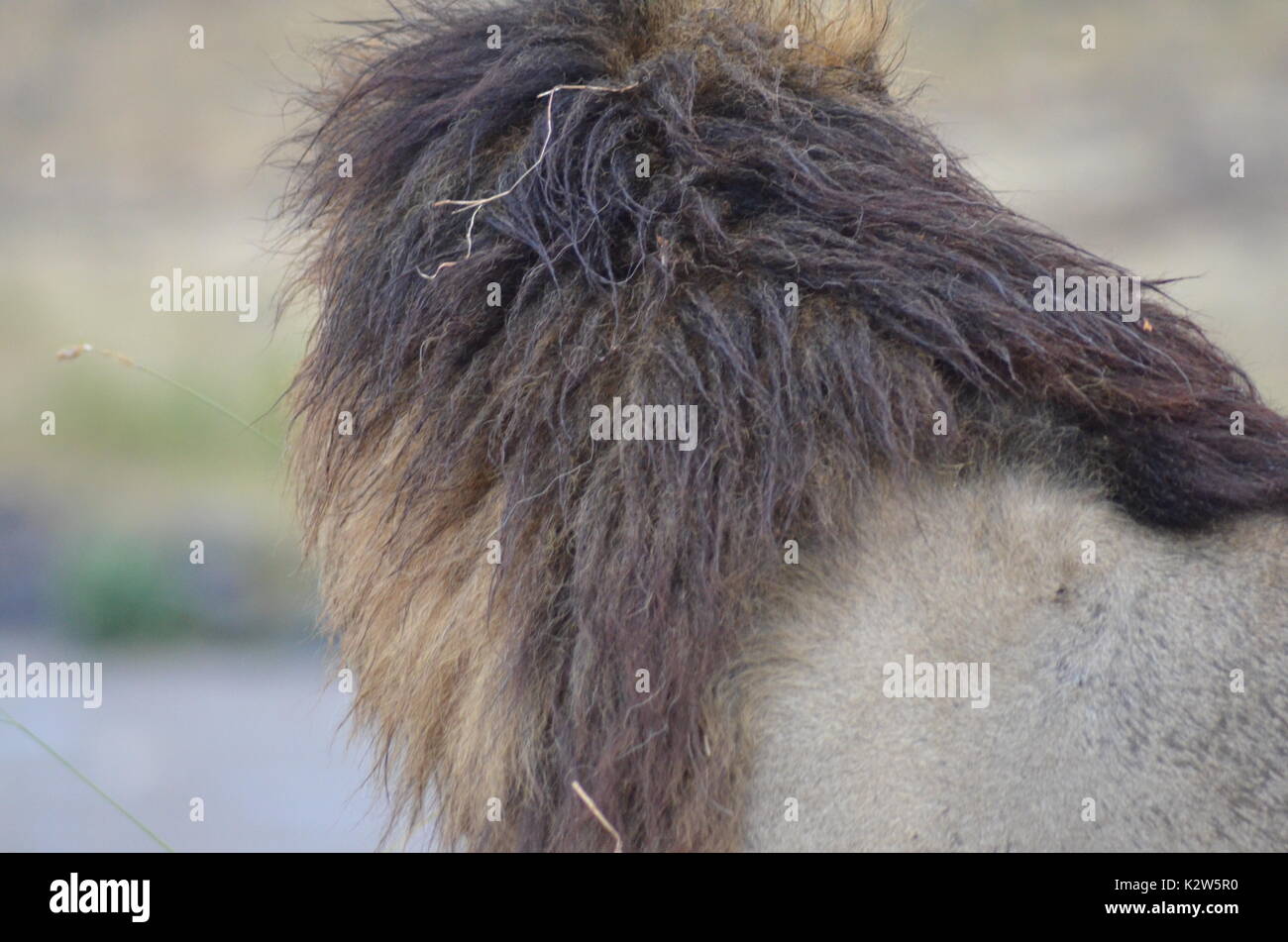 African Cats seen on Safari in their Natural Habitat Stock Photo - Alamy