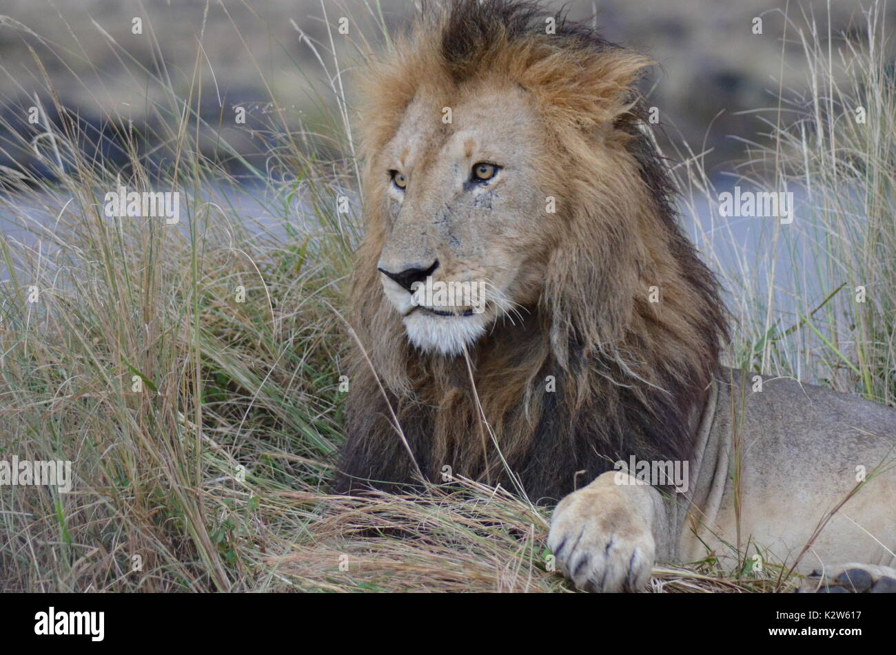 African Cats seen on Safari in their Natural Habitat Stock Photo - Alamy