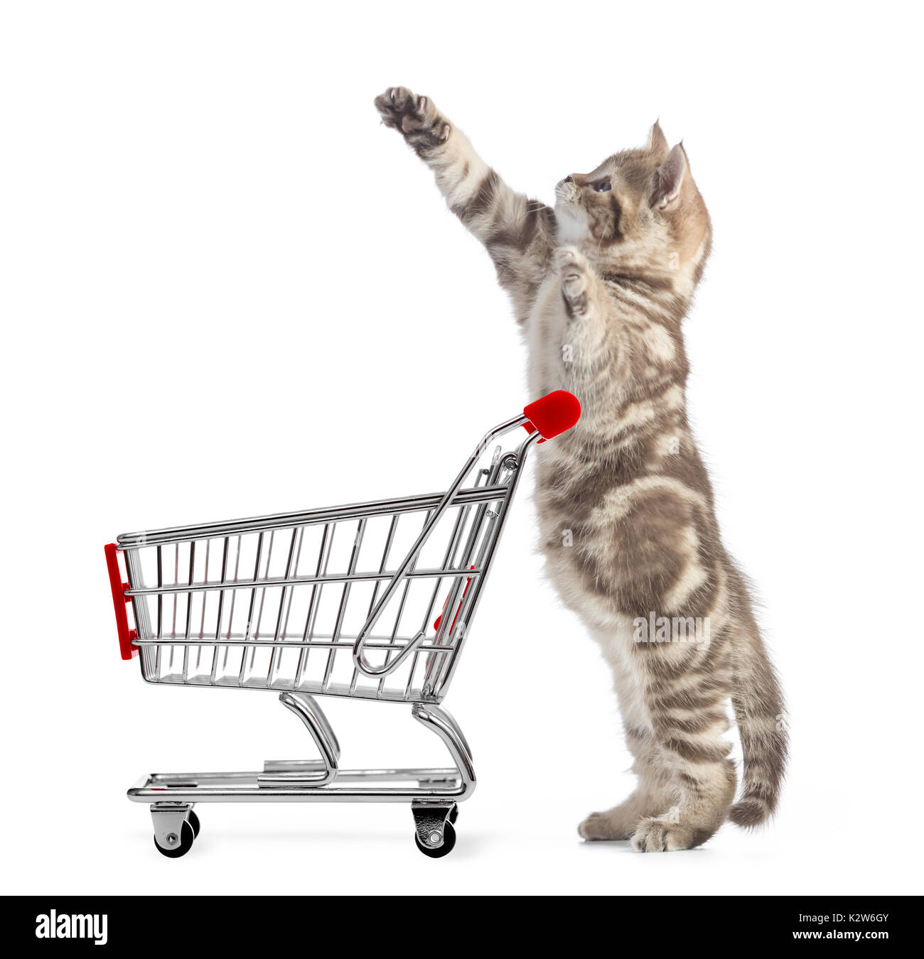 Funny cat standing with shopping cart side view isolated Stock Photo ...
