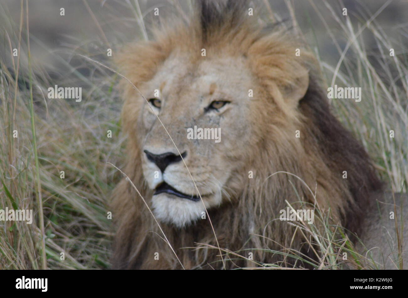 African Cats seen on Safari in their Natural Habitat Stock Photo - Alamy