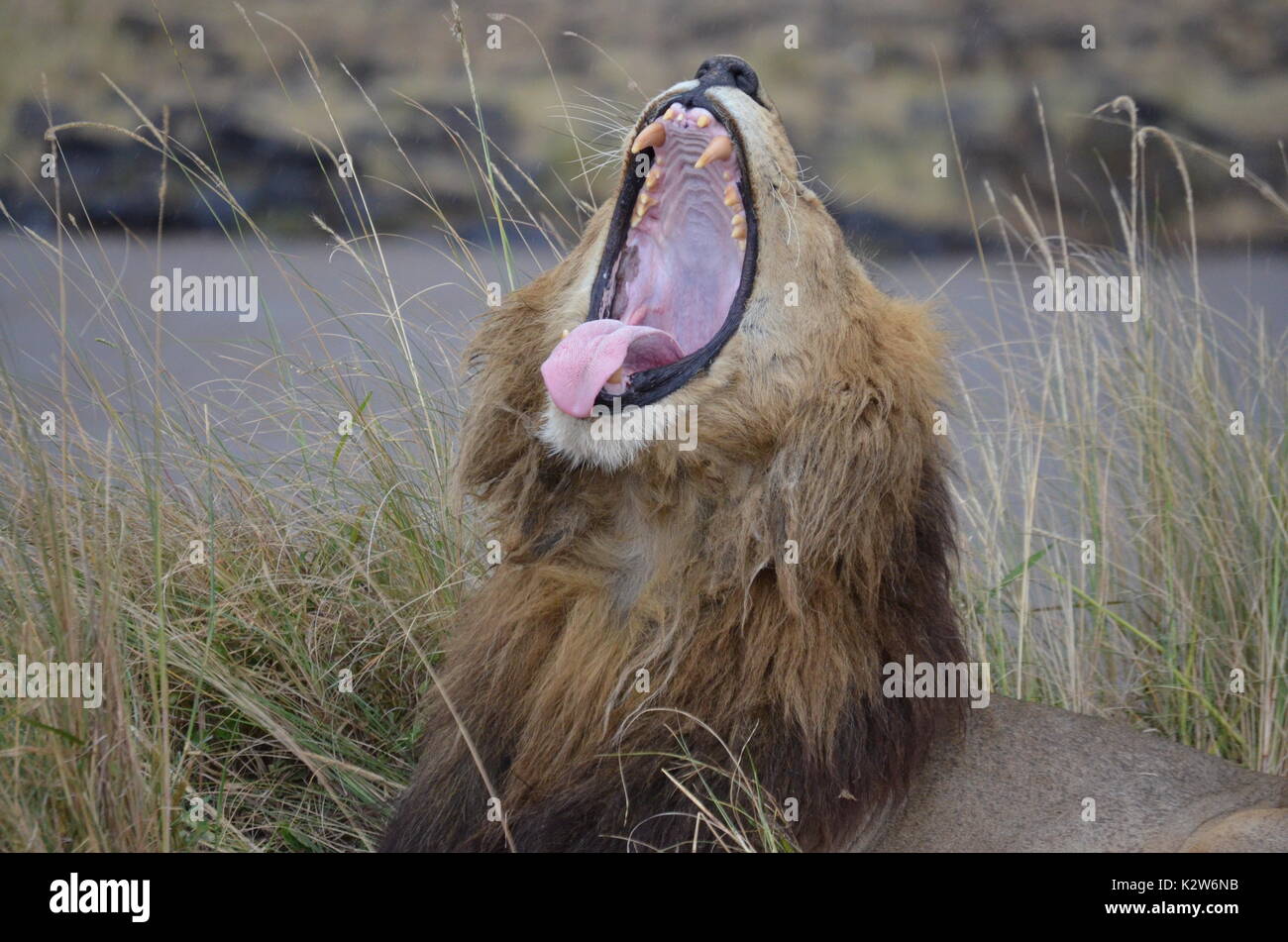 African Cats seen on Safari in their Natural Habitat Stock Photo - Alamy