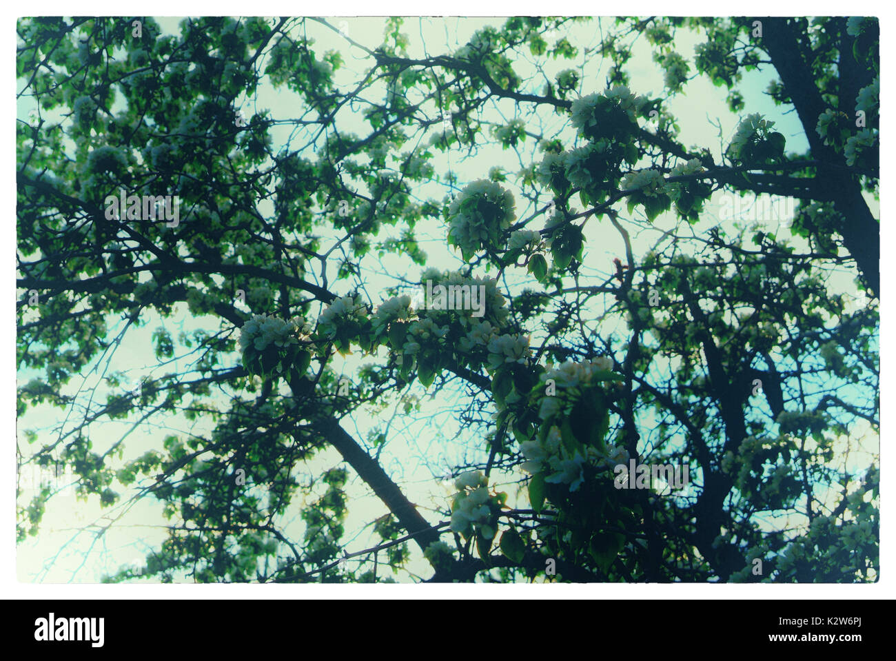 Apple blossoms in early spring on the young Apple tree, Russia Stock ...