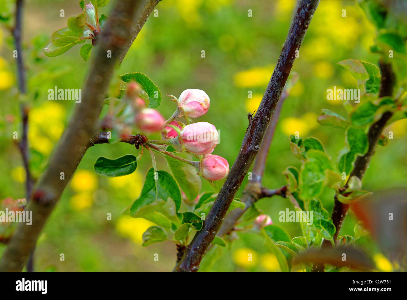 Apricot tree apple hi-res stock photography and images - Alamy