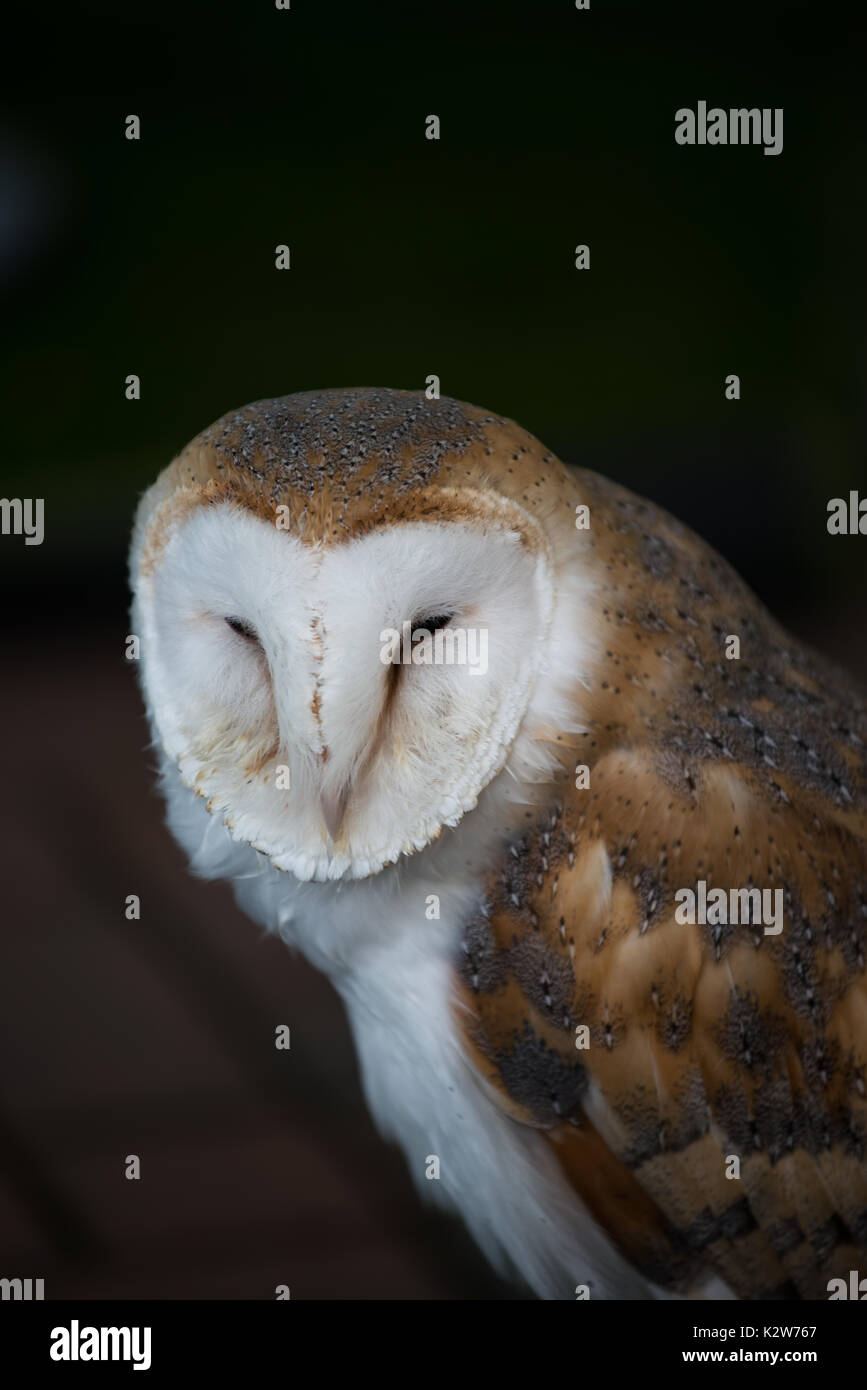 Barn Owl - Colour (Color Stock Photo - Alamy