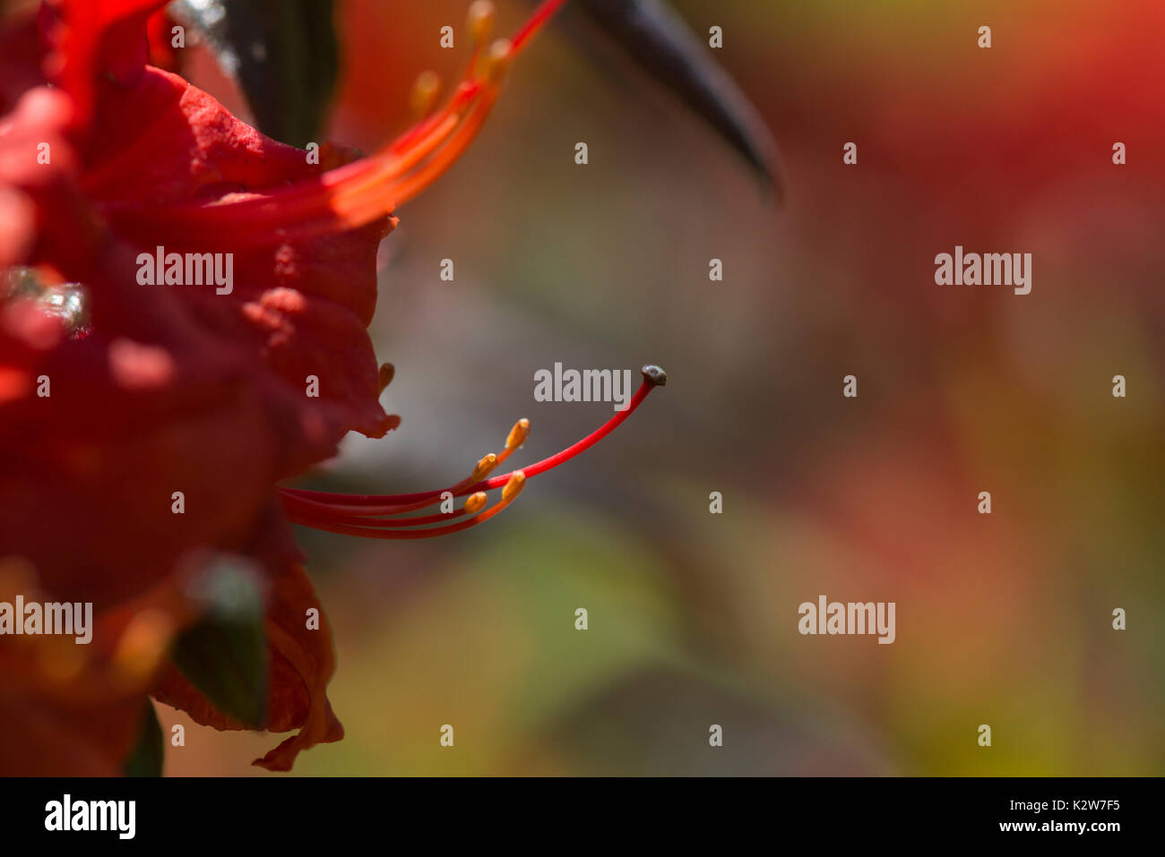 A close up of a red azalea flower Stock Photo - Alamy
