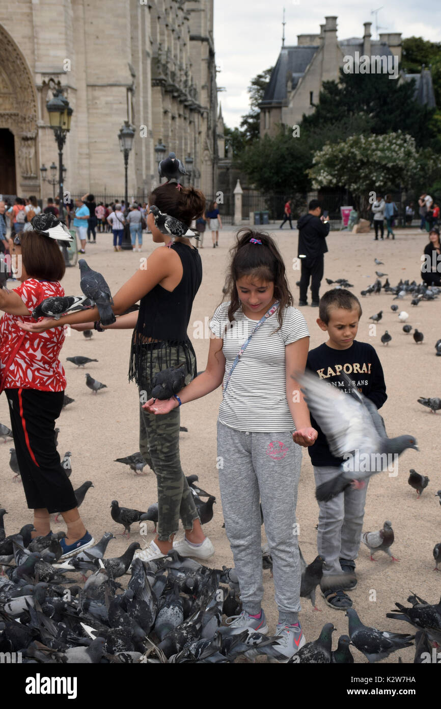 Pigeons outside Notre Dame, Paris, France Stock Photo - Alamy