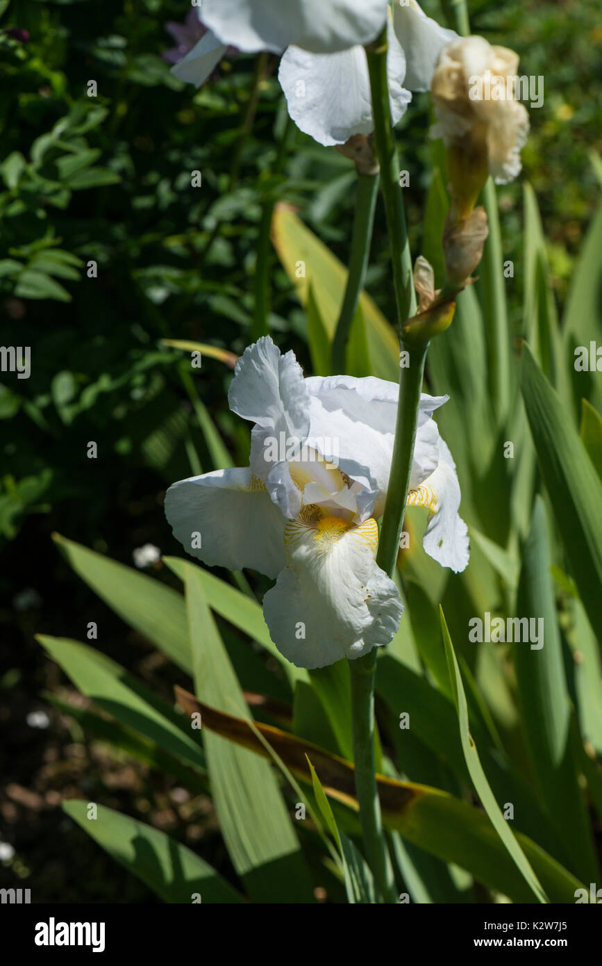 White iris flower Stock Photo - Alamy