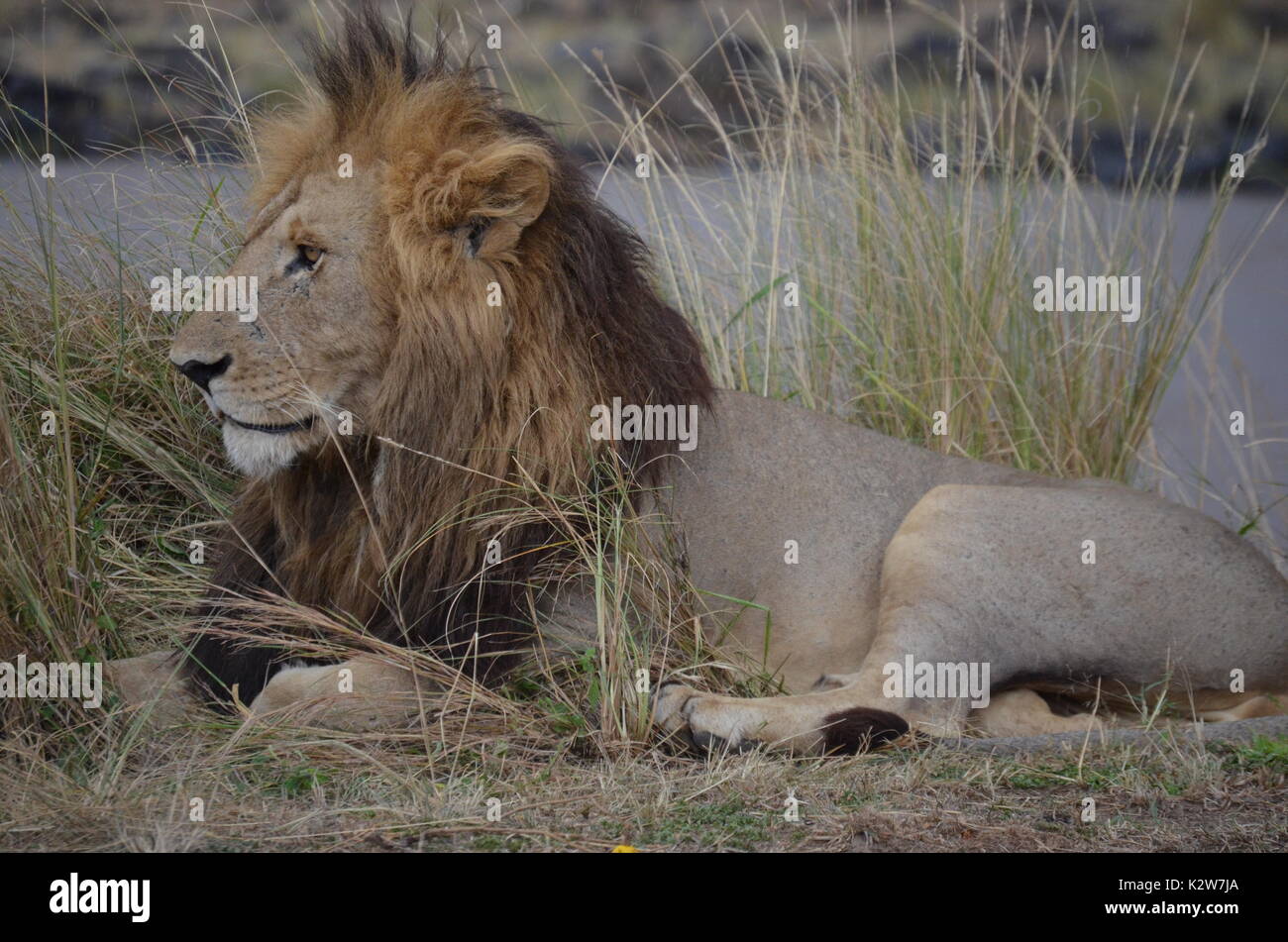 African Cats seen on Safari in their Natural Habitat Stock Photo - Alamy