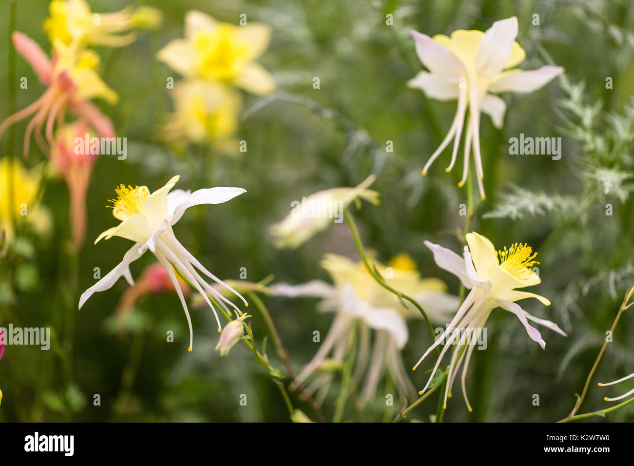 Mckana columbine hi-res stock photography and images - Alamy