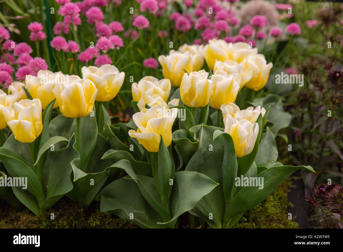 Tulipa calgary flames hi-res stock photography and images - Alamy