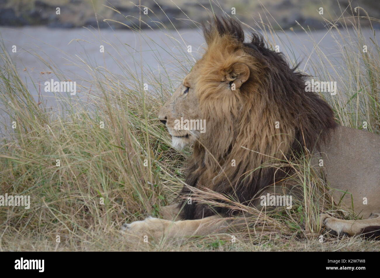 African Cats seen on Safari in their Natural Habitat Stock Photo - Alamy