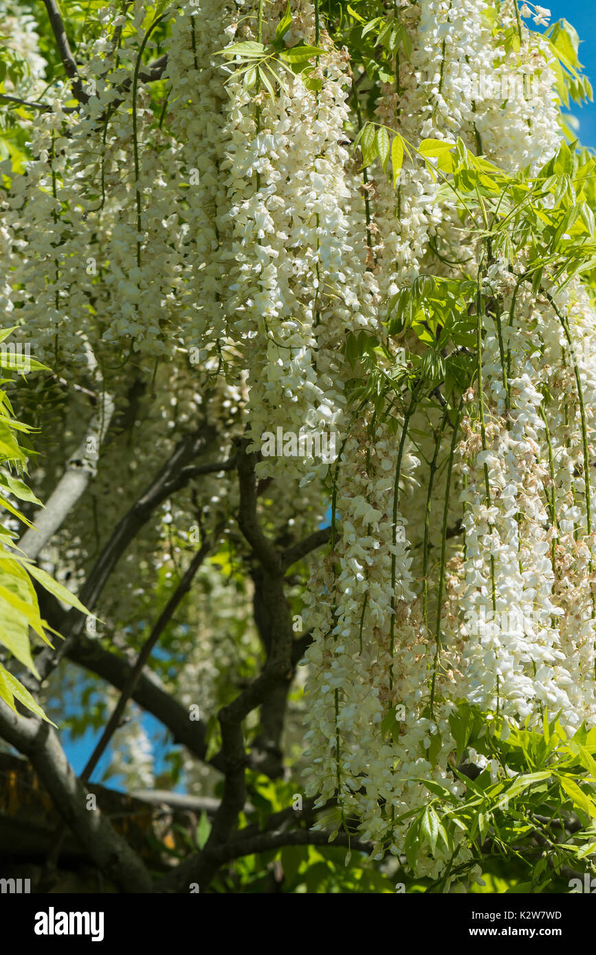 Wisteria trunk hi-res stock photography and images - Alamy