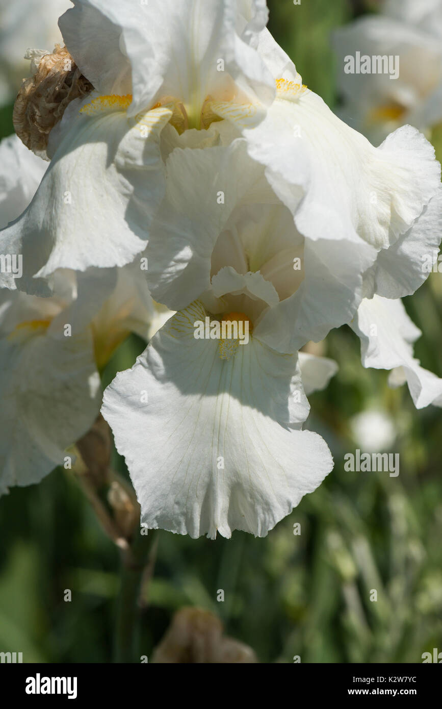White iris flower Stock Photo - Alamy