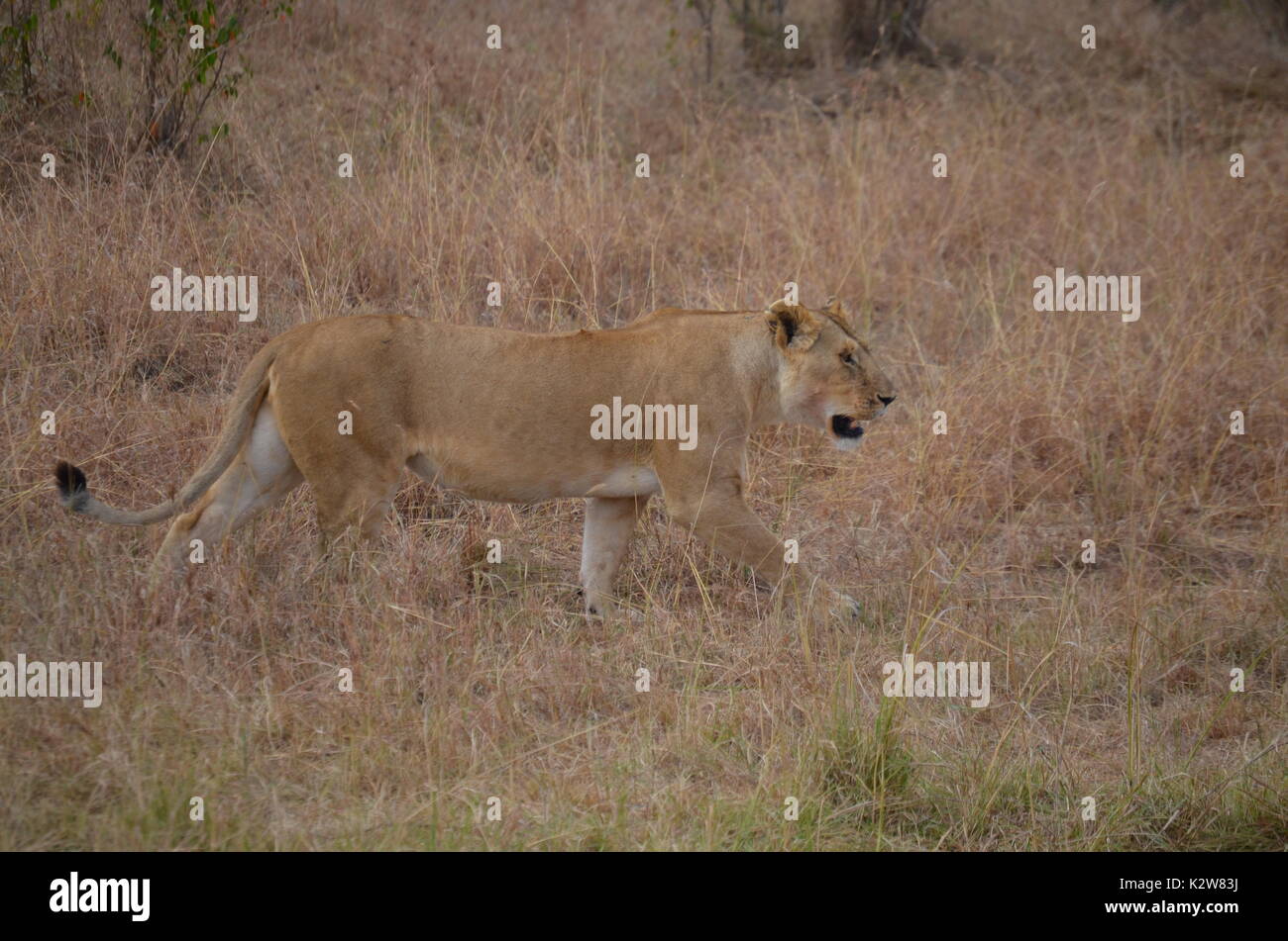African Cats seen on Safari in their Natural Habitat Stock Photo - Alamy