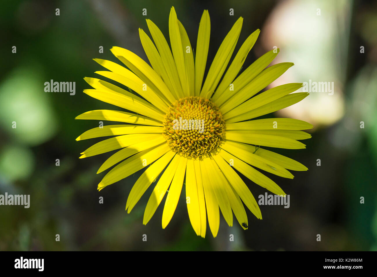 A leopard's bane (Doronicum orientale) flower Stock Photo - Alamy