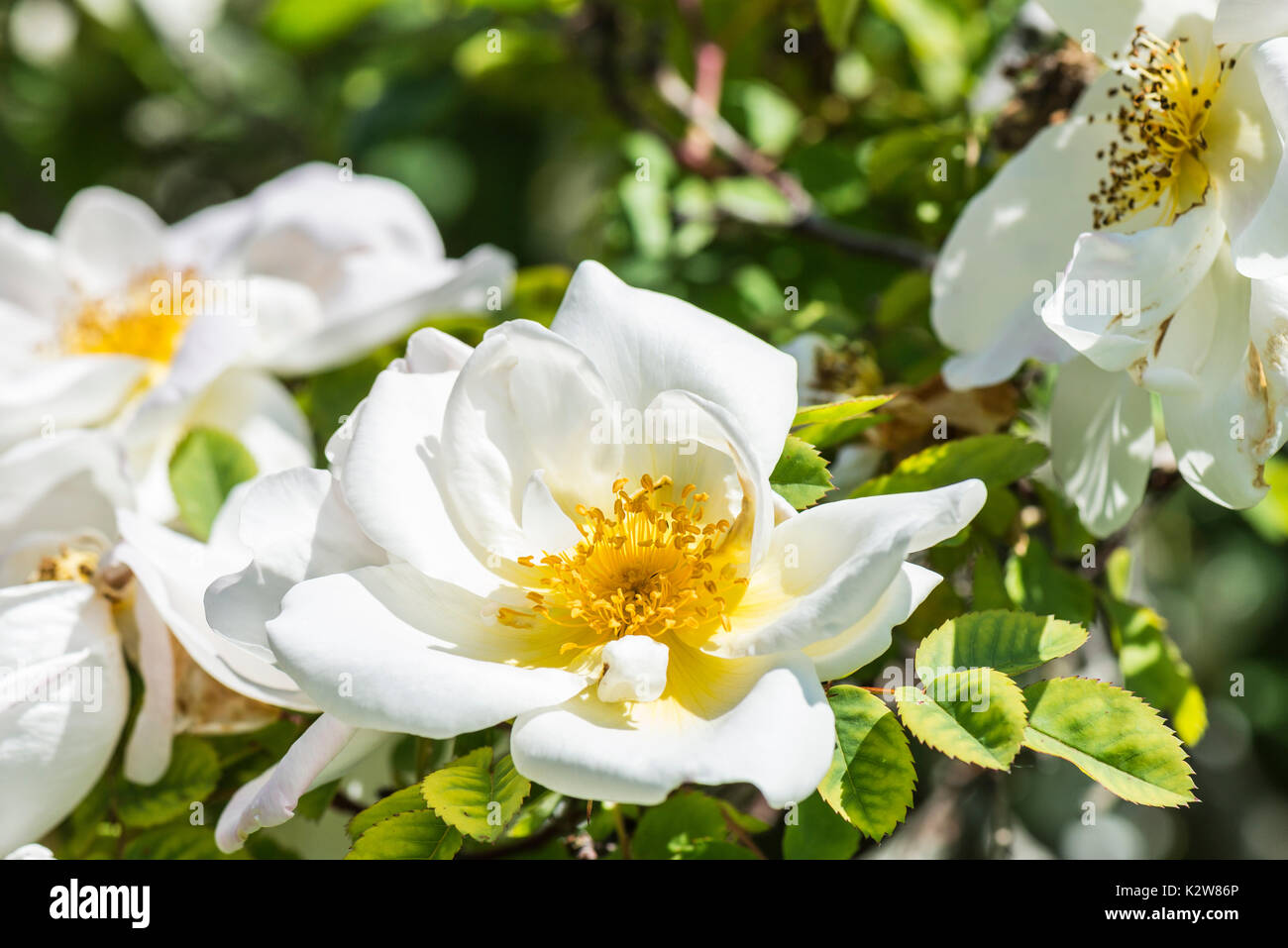 A white rose Stock Photo - Alamy