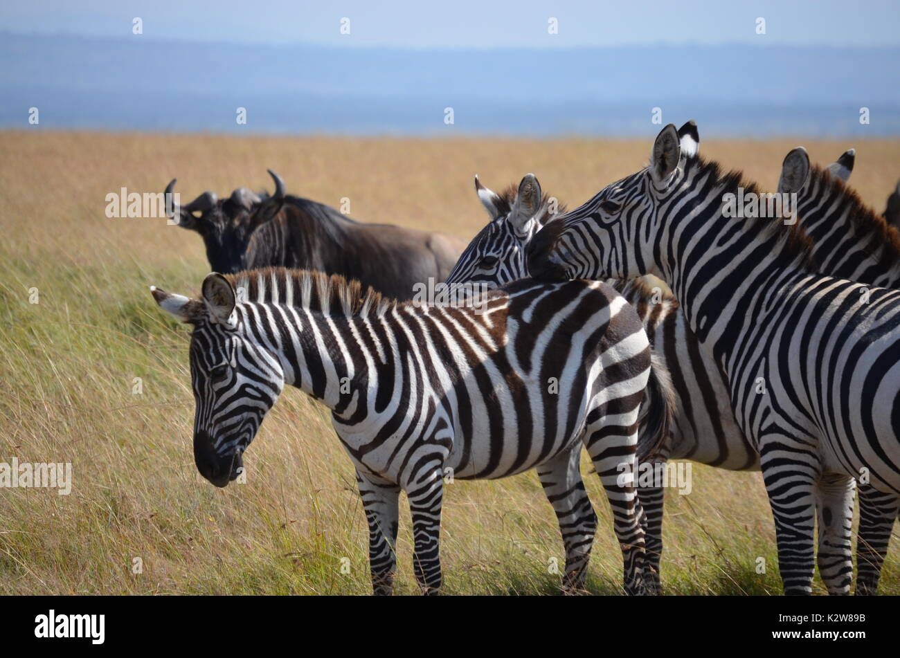 Great migration zebras wildebeests hi-res stock photography and images ...