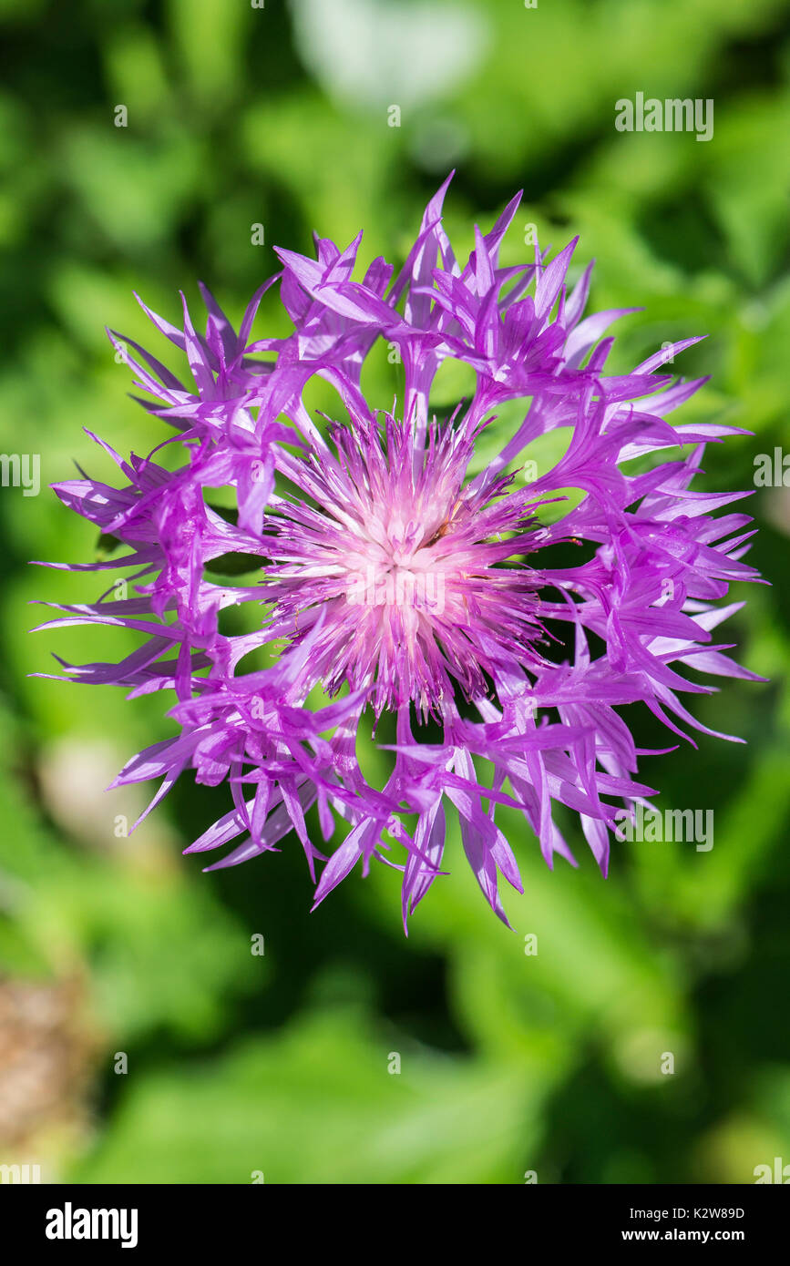 A purple centaurea flower Stock Photo - Alamy