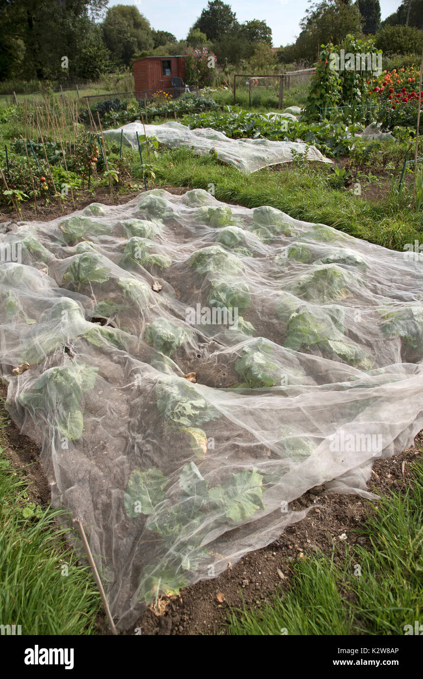 Plastic netting covering cabbages growing on an allotment. The net ...
