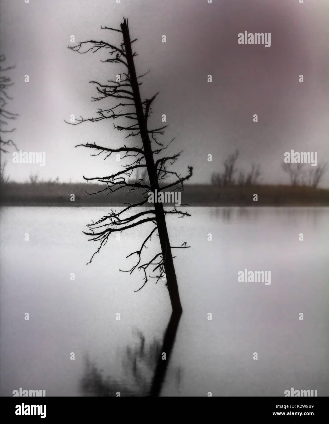 scary tree in swamp with reflection of dead trees in November water ...