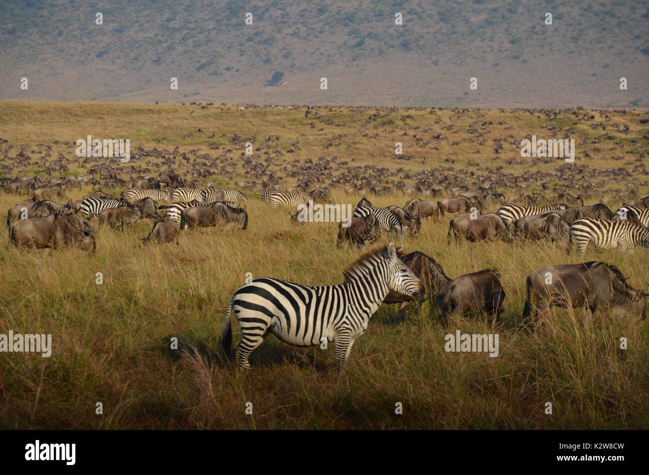 The Great Migration, Zebras and Wildebeests Stock Photo - Alamy