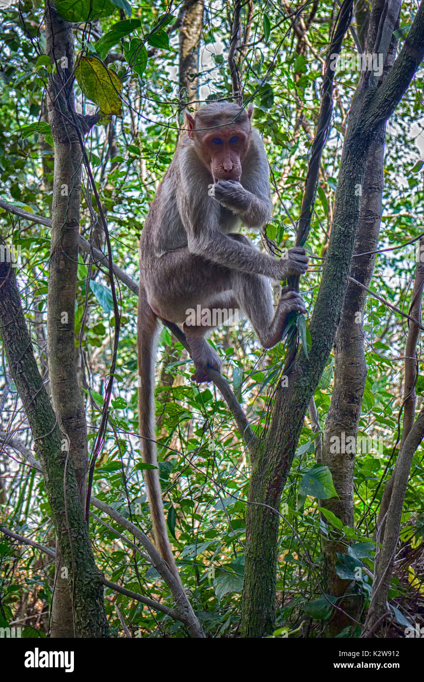 Rhesus macaques food hi-res stock photography and images - Alamy