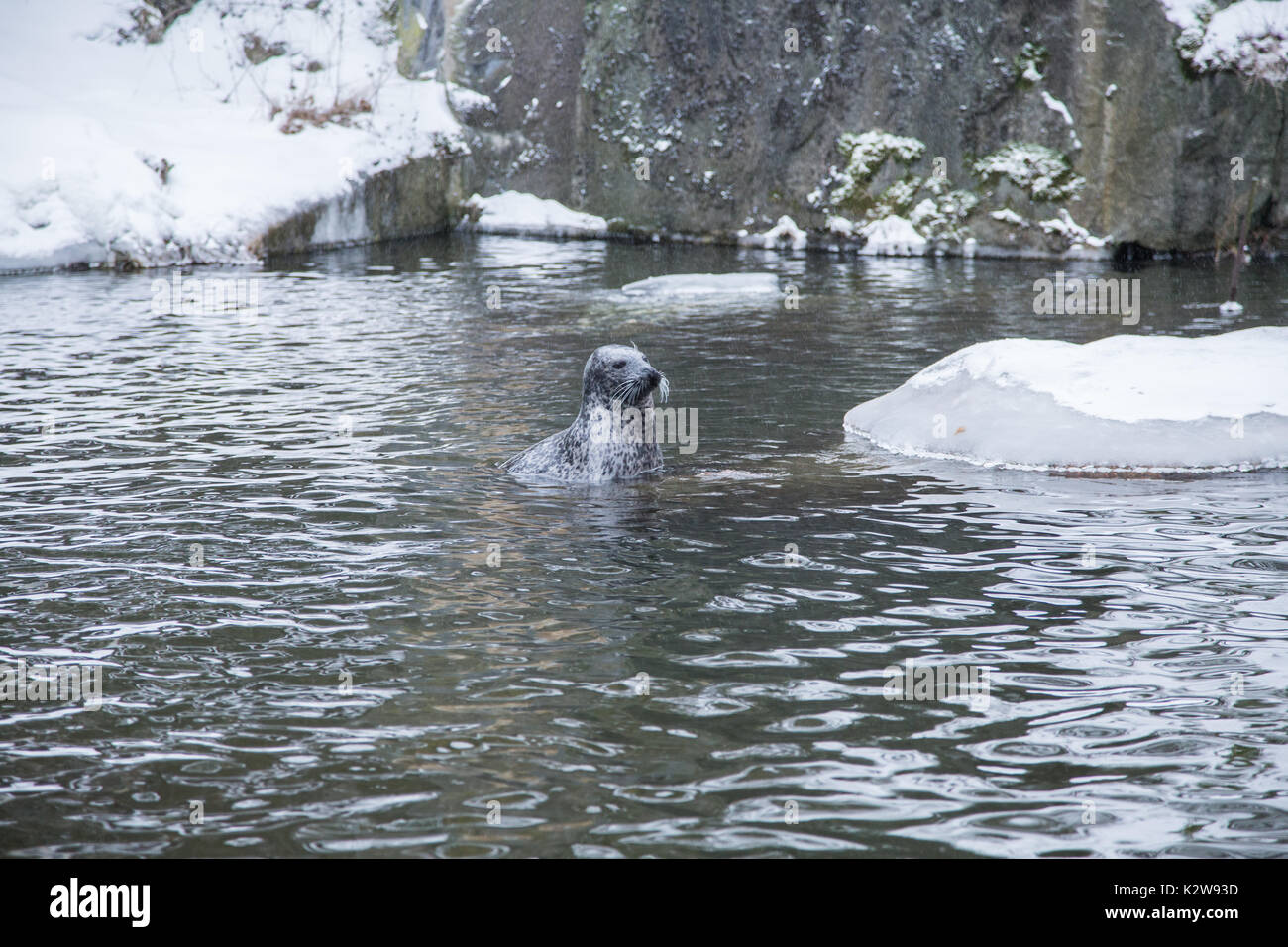 A beautiful portrait of seals in water in a winter Stock Photo - Alamy