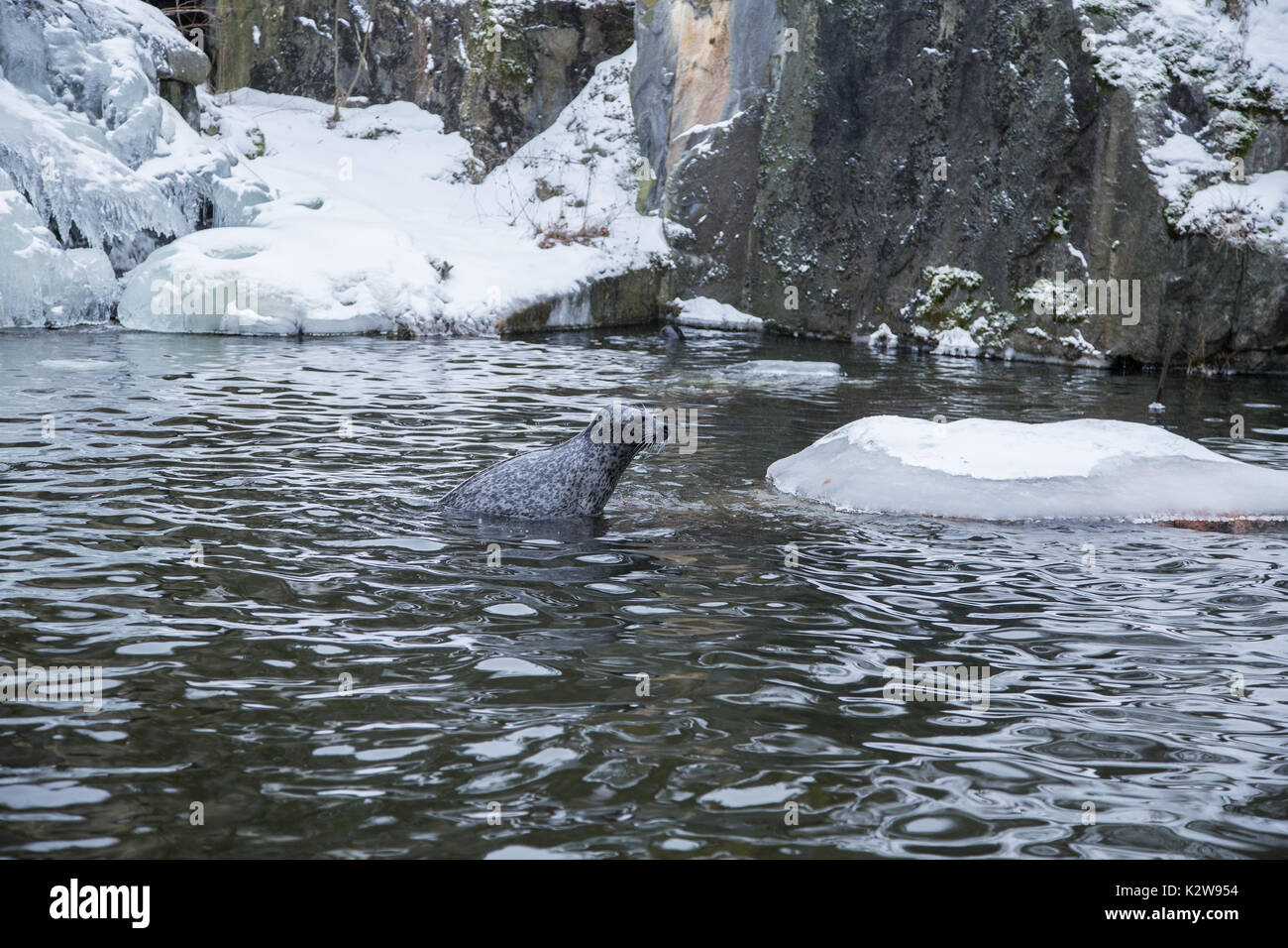 A beautiful portrait of seals in water in a winter Stock Photo - Alamy