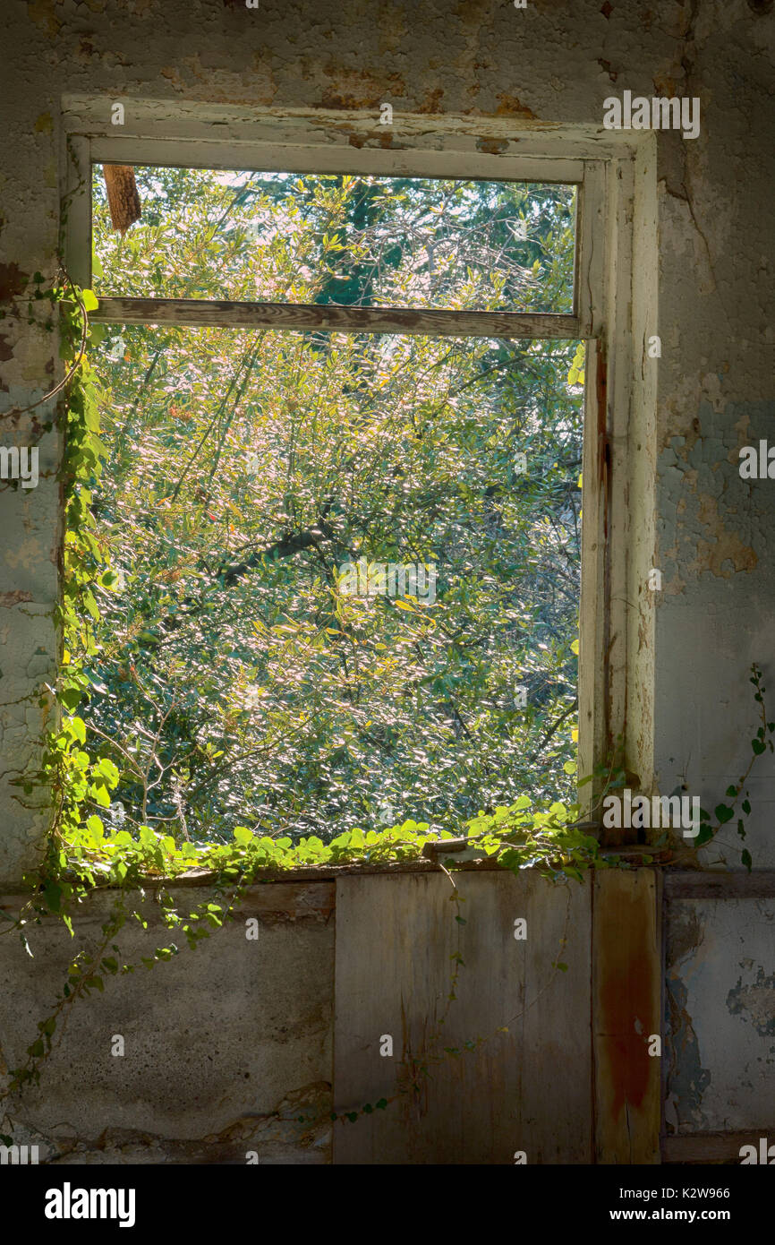 Ghost town captured wildlife plants home window climb Stock Photo - Alamy