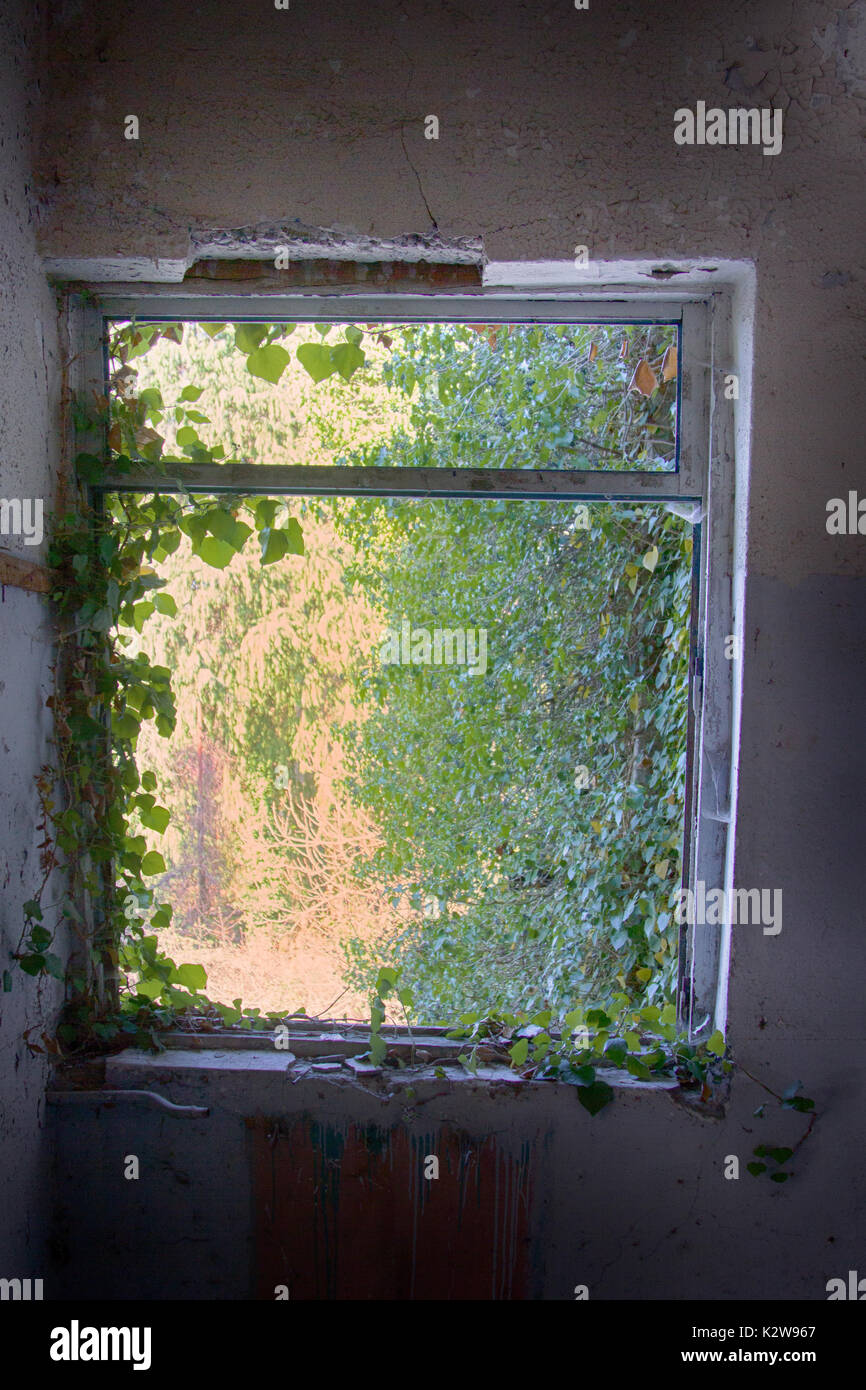 Ghost town captured wildlife plants home window climb Stock Photo - Alamy