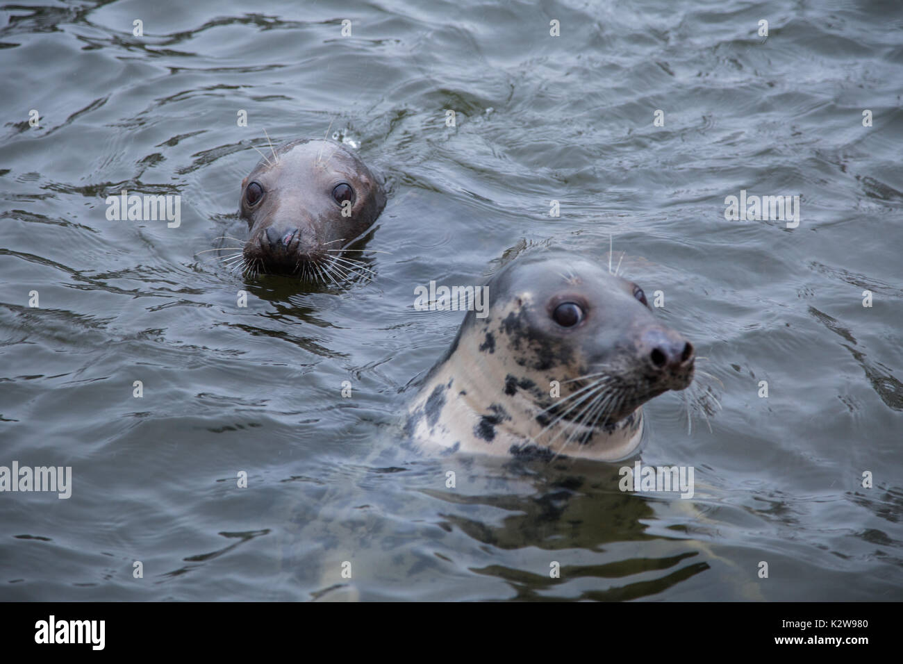 A beautiful portrait of seals in water in a winter Stock Photo - Alamy