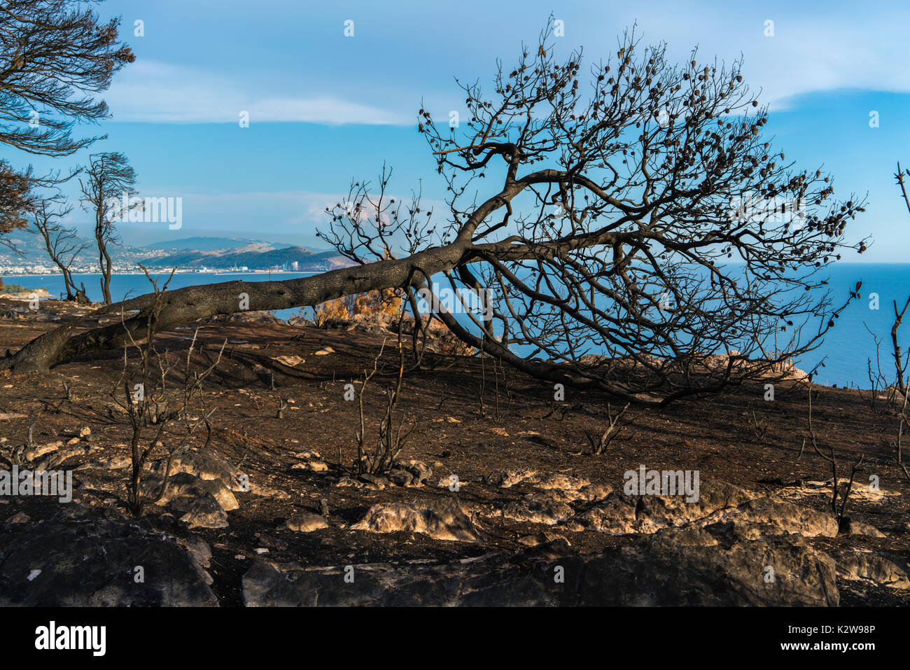 After effects of wildfire hi-res stock photography and images - Alamy